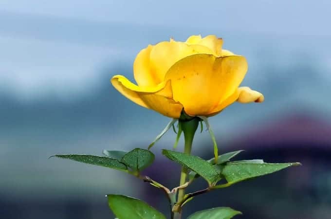 Everyday Schole: Multum non Multa | Classically Homeschooling